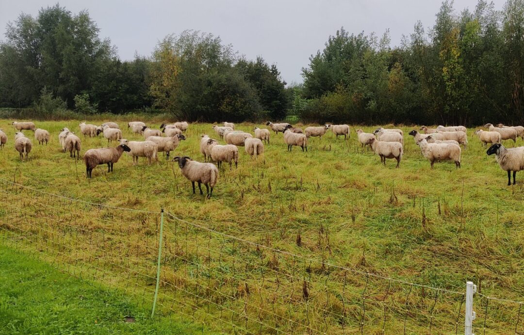 Geen schapen meer in het Máximapark - Maximapark